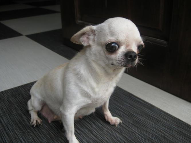 Chó Chihuahua - Giống chó chihuahua siêu dễ thương