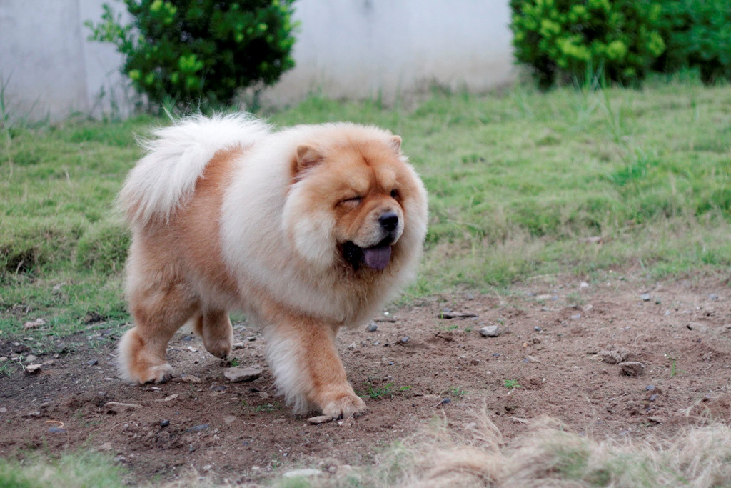 Chó chow chow - Thông tin về chú chó Chow Chow cực dễ thương này