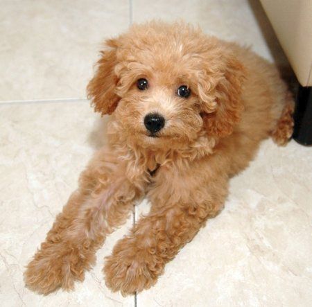 Chó Poodle và kinh nghiệm mua, nuôi chó Poodle tốt nhất
