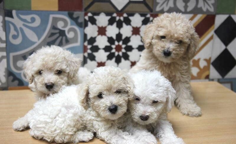Chó Poodle và kinh nghiệm mua, nuôi chó Poodle tốt nhất